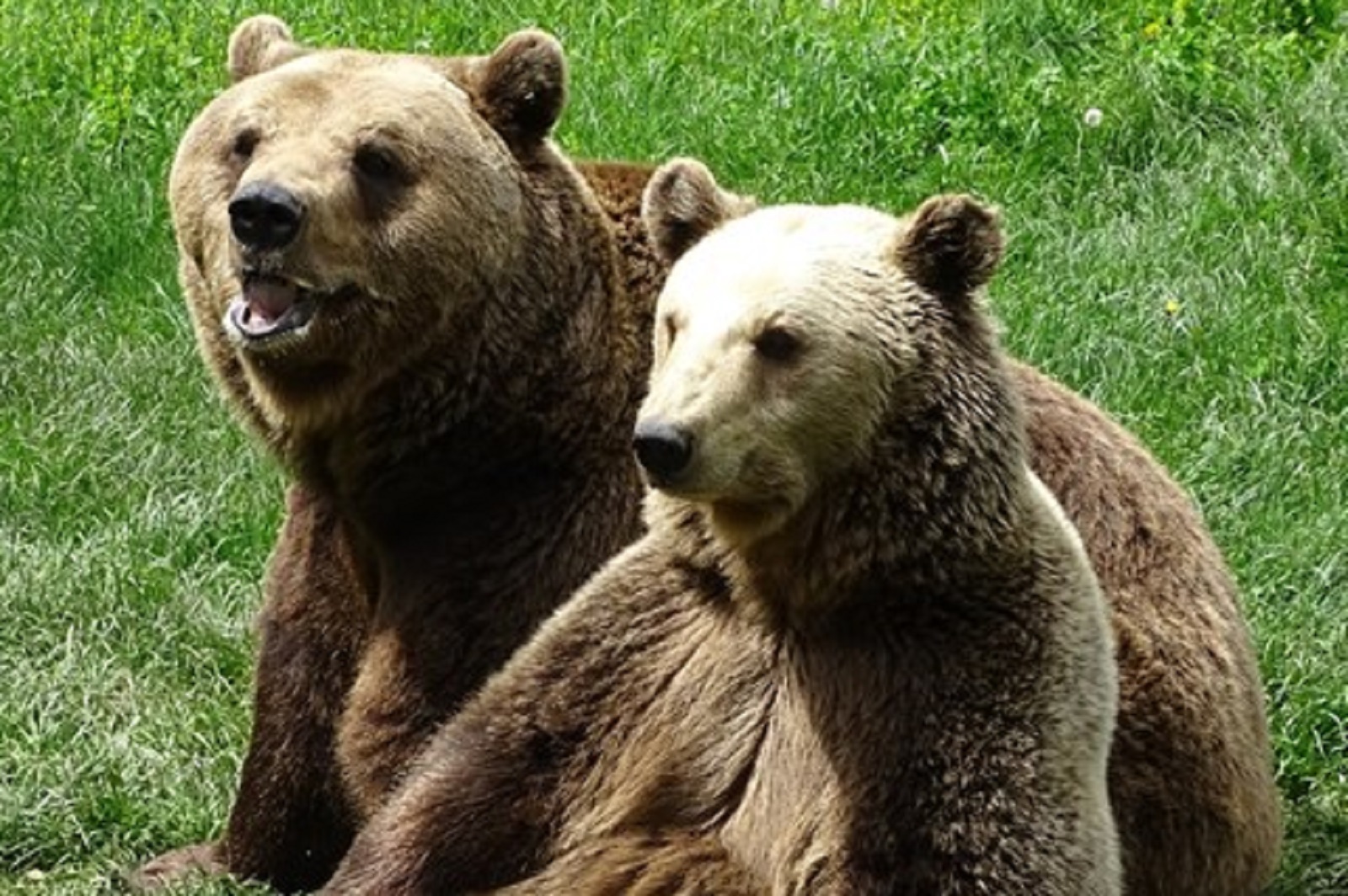 Бойка и Станди са неразделни - Gzona.eu